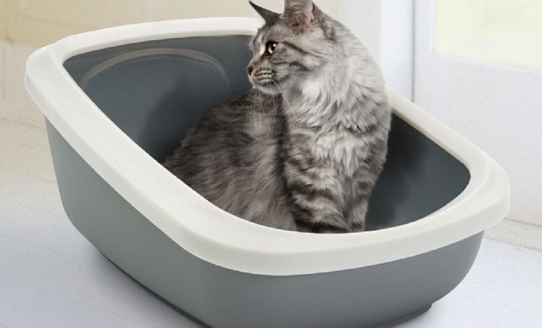 Les 7 meilleurs bacs à litière pour chat (autonettoyants, à tamis et ...