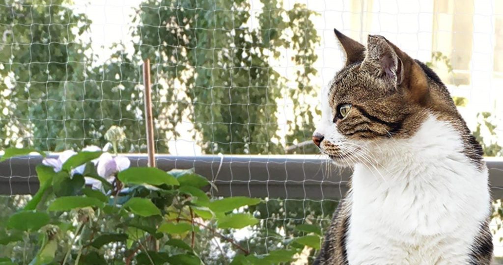 Les 5 meilleurs filets de protection pour chat (balcon et fenêtre ...