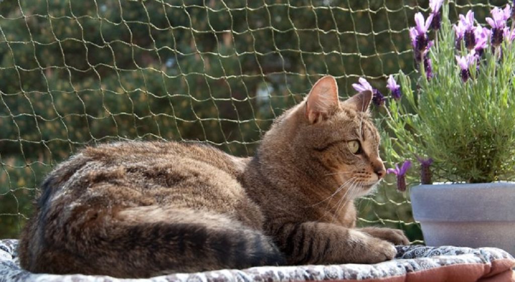 Les 5 meilleurs filets de protection pour chat (balcon et fenêtre ...
