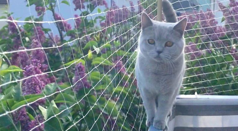 Les 5 meilleurs filets de protection pour chat (balcon et fenêtre ...