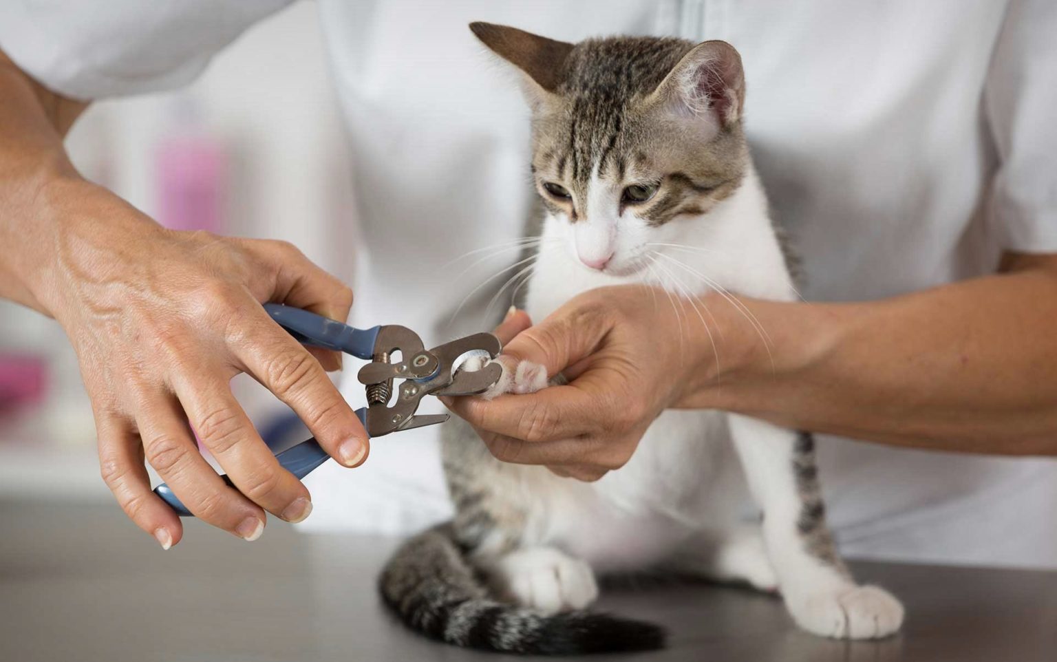 Les 4 meilleurs coupes-griffes pour chat - mister chat