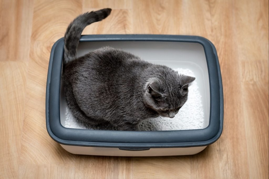 Les 7 meilleures litières végétales pour chat - mister chat