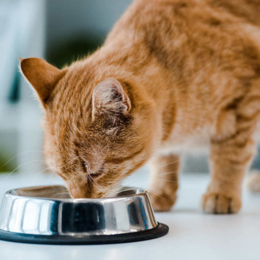 Les chats peuvent-ils manger du chocolat ? - mister chat