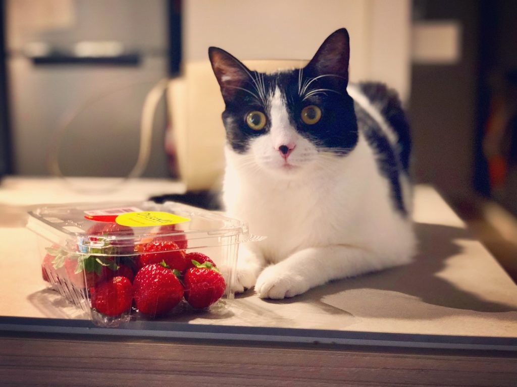 Les chats peuvent-ils manger des fraises ? - mister chat
