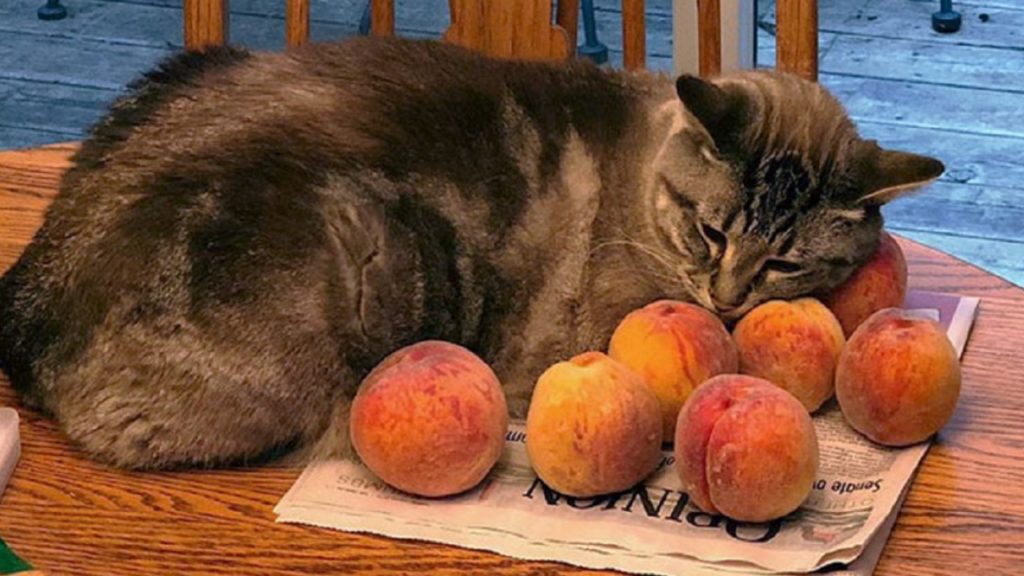 Les 7 meilleures croquettes pour chat en surpoids - mister chat