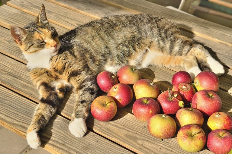 Les chats peuvent-ils manger des pommes ? - mister chat