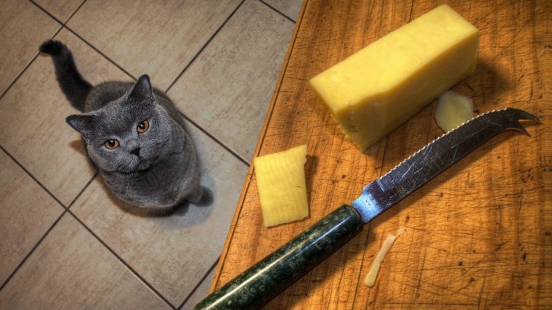 Les chats peuvent-ils manger du fromage ? - mister chat