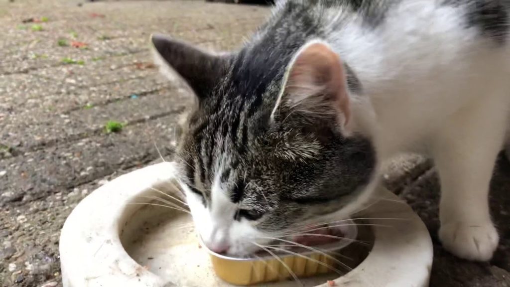 Pourquoi mon chat a-t-il toujours faim ? - mister chat
