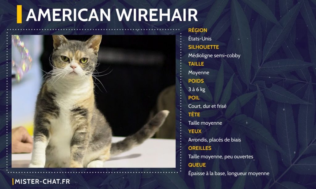 Liste des 77 races de chats - mister chat