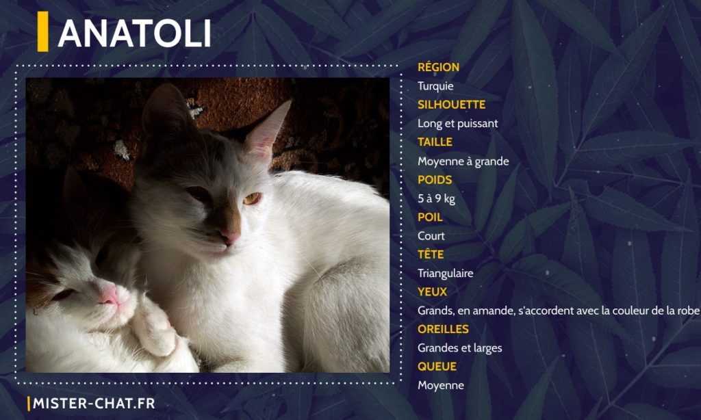 Liste des 77 races de chats - mister chat
